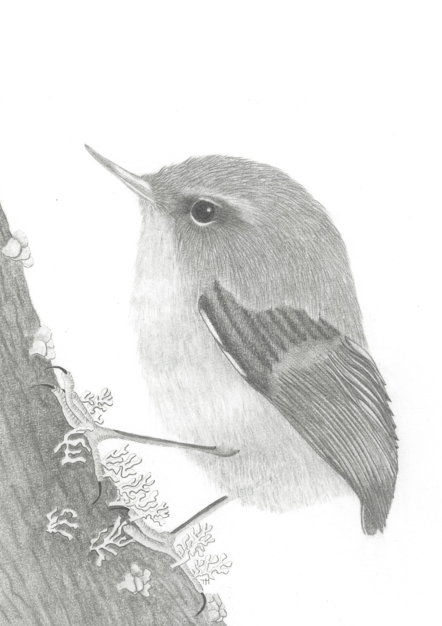 Mr Rifleman Fine Art Print | Tricia Hewlett Art